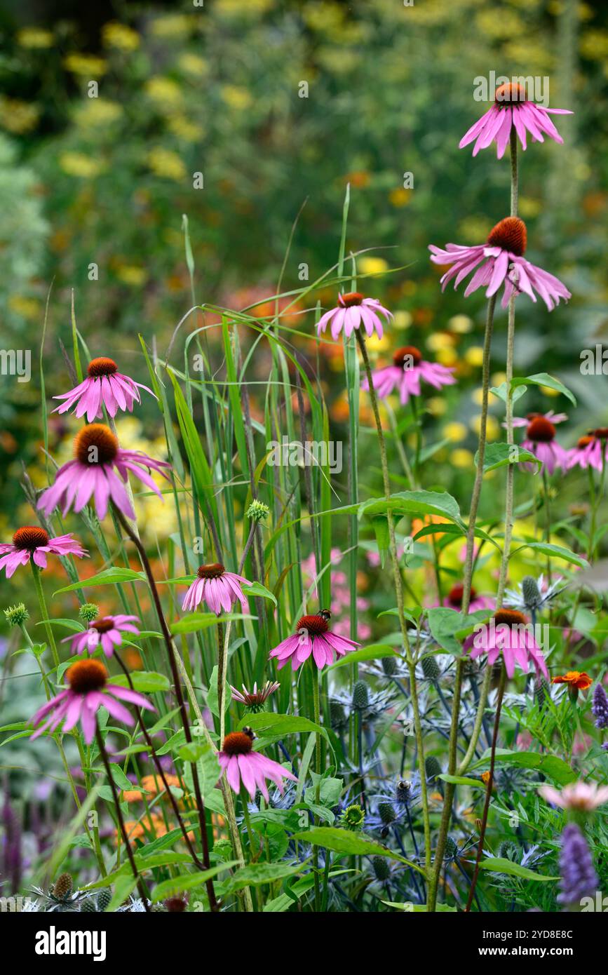 echinacea purpurea,purple coneflower,coneflowers,flower,flowers,plant ...