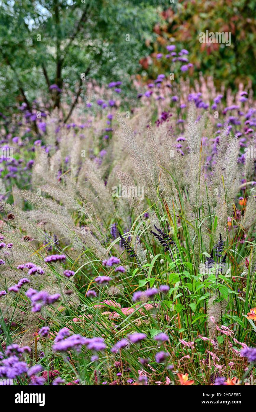 Calamagrostis brachytricha,verbena bonariensis,,silver inflorescence ...