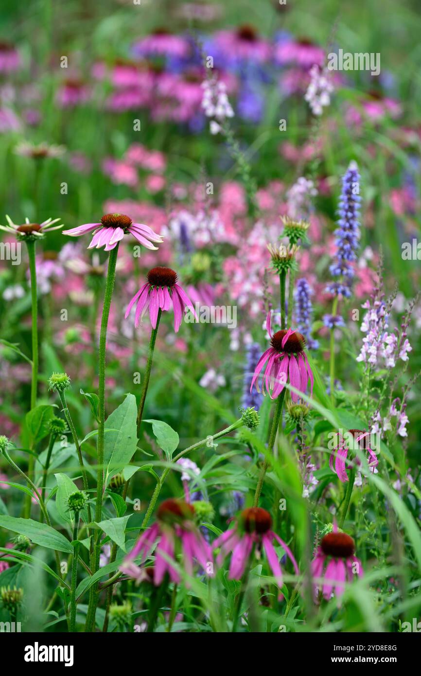 echinacea purpurea,purple coneflower,coneflowers,flower,flowers,plant ...
