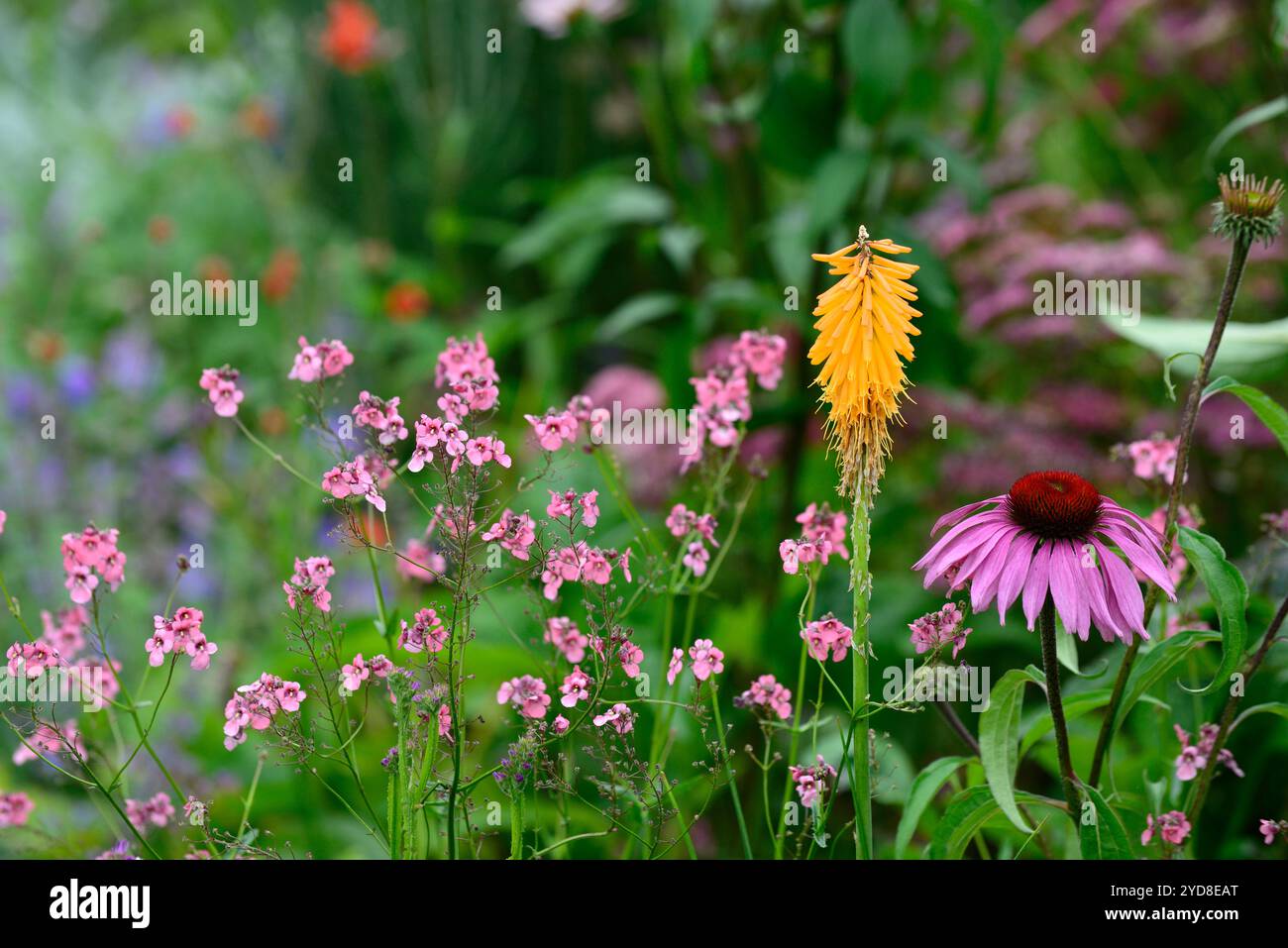 echinacea purpurea,diascia personata,Kniphofia Tawny King,purple ...