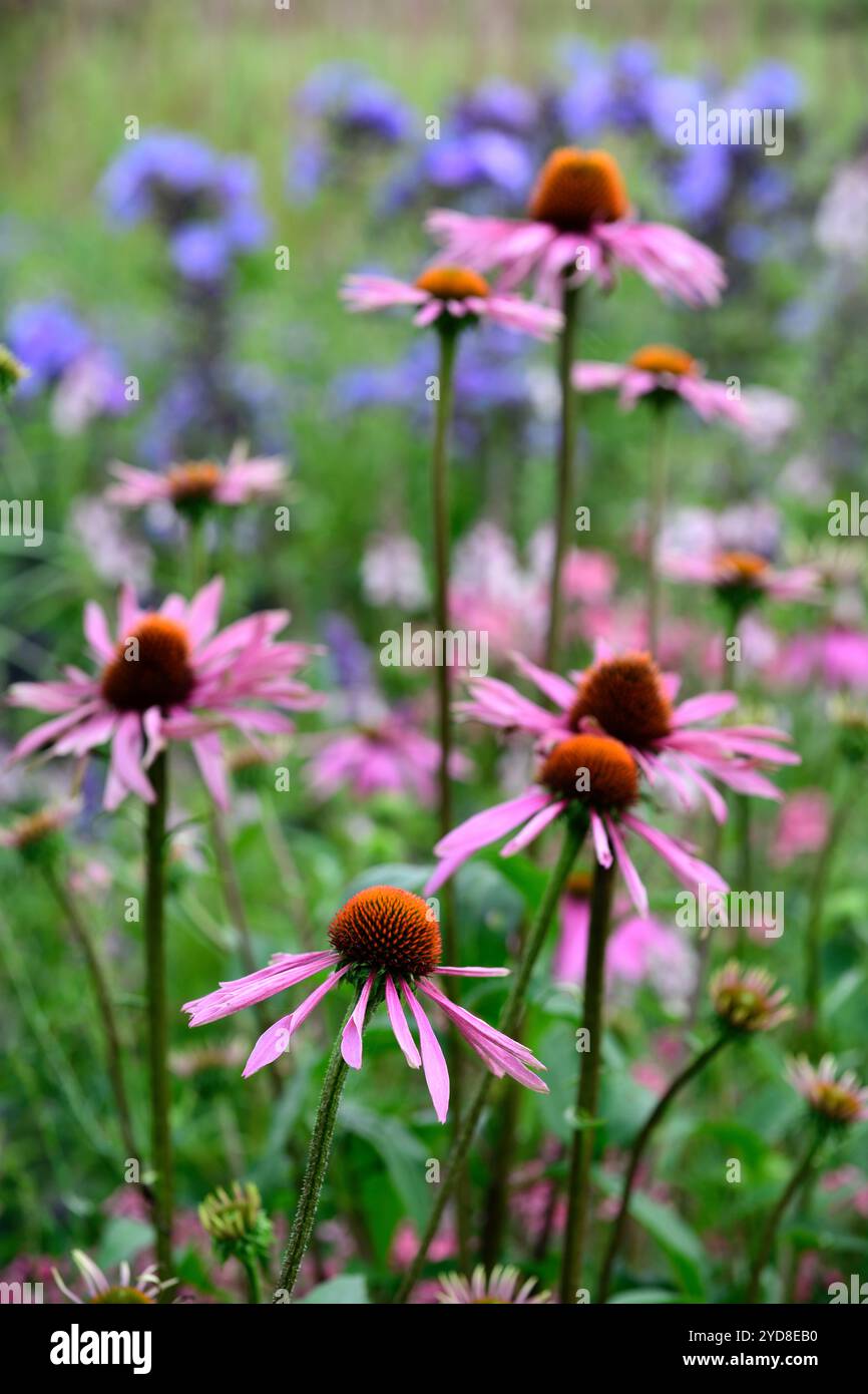 echinacea purpurea,purple coneflower,coneflowers,flower,flowers,plant ...