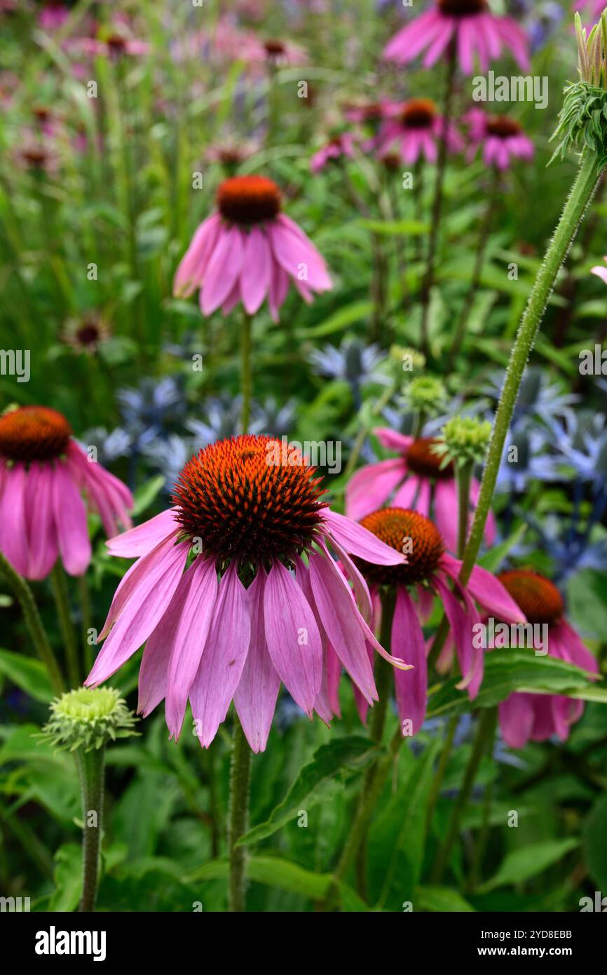 echinacea purpurea,purple coneflower,coneflowers,flower,flowers,plant ...