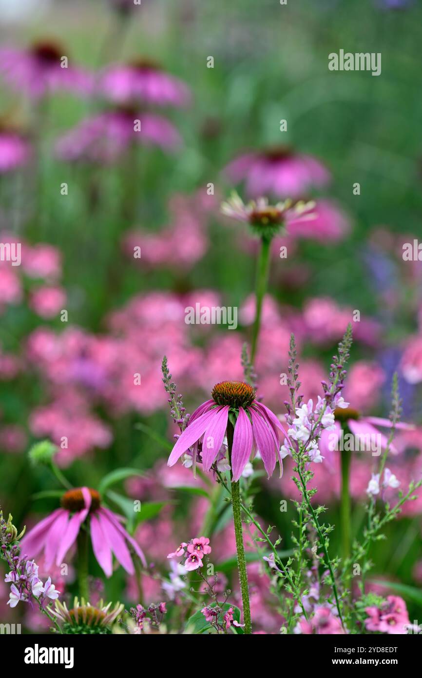 echinacea purpurea,purple coneflower,coneflowers,flower,flowers,plant ...