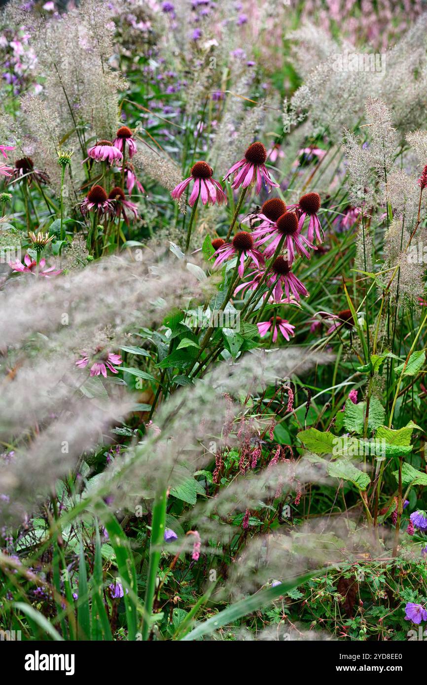 Calamagrostis brachytricha,echinacea purpurea,silver inflorescence ...