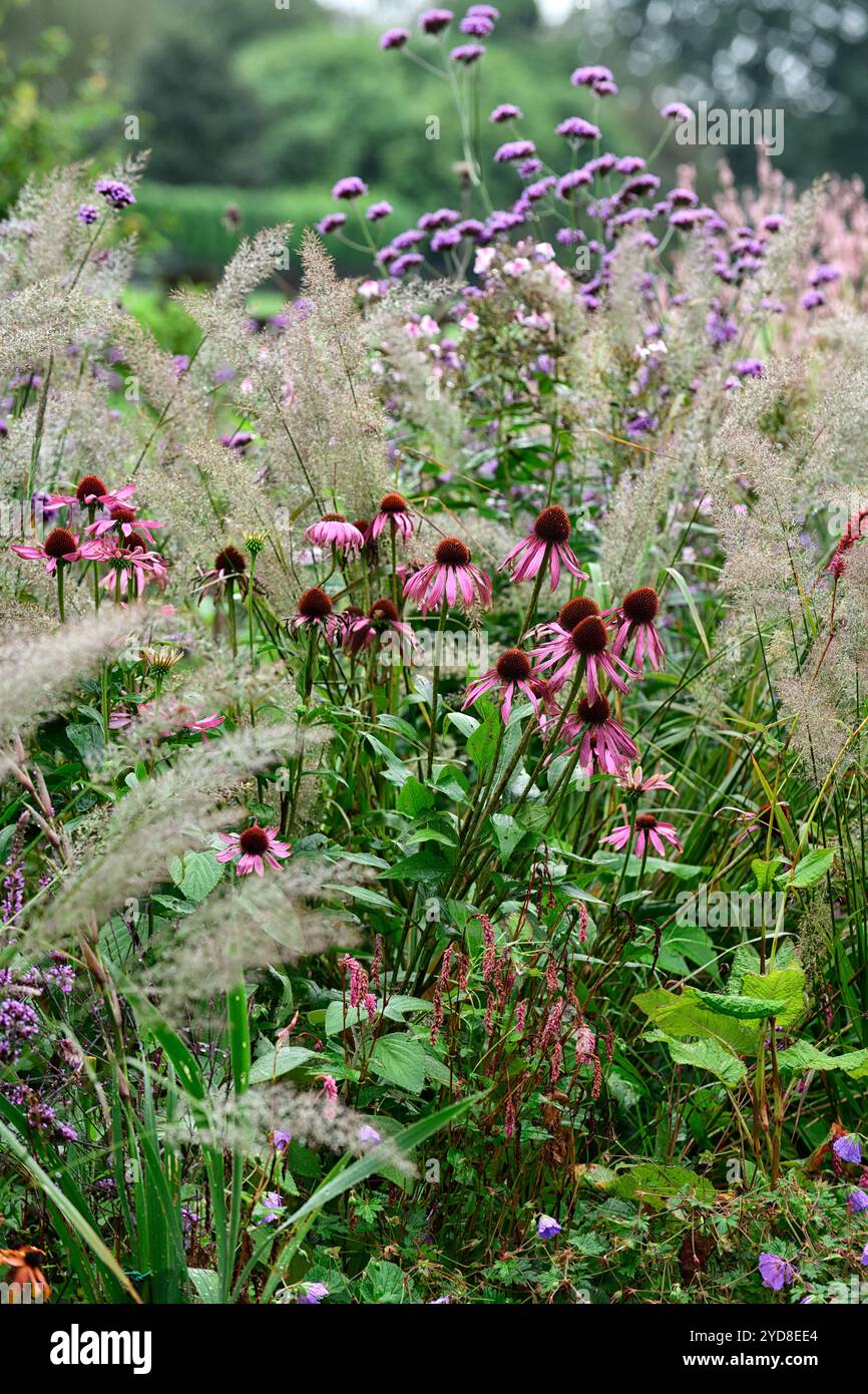 Calamagrostis brachytricha,echinacea purpurea,silver inflorescence ...
