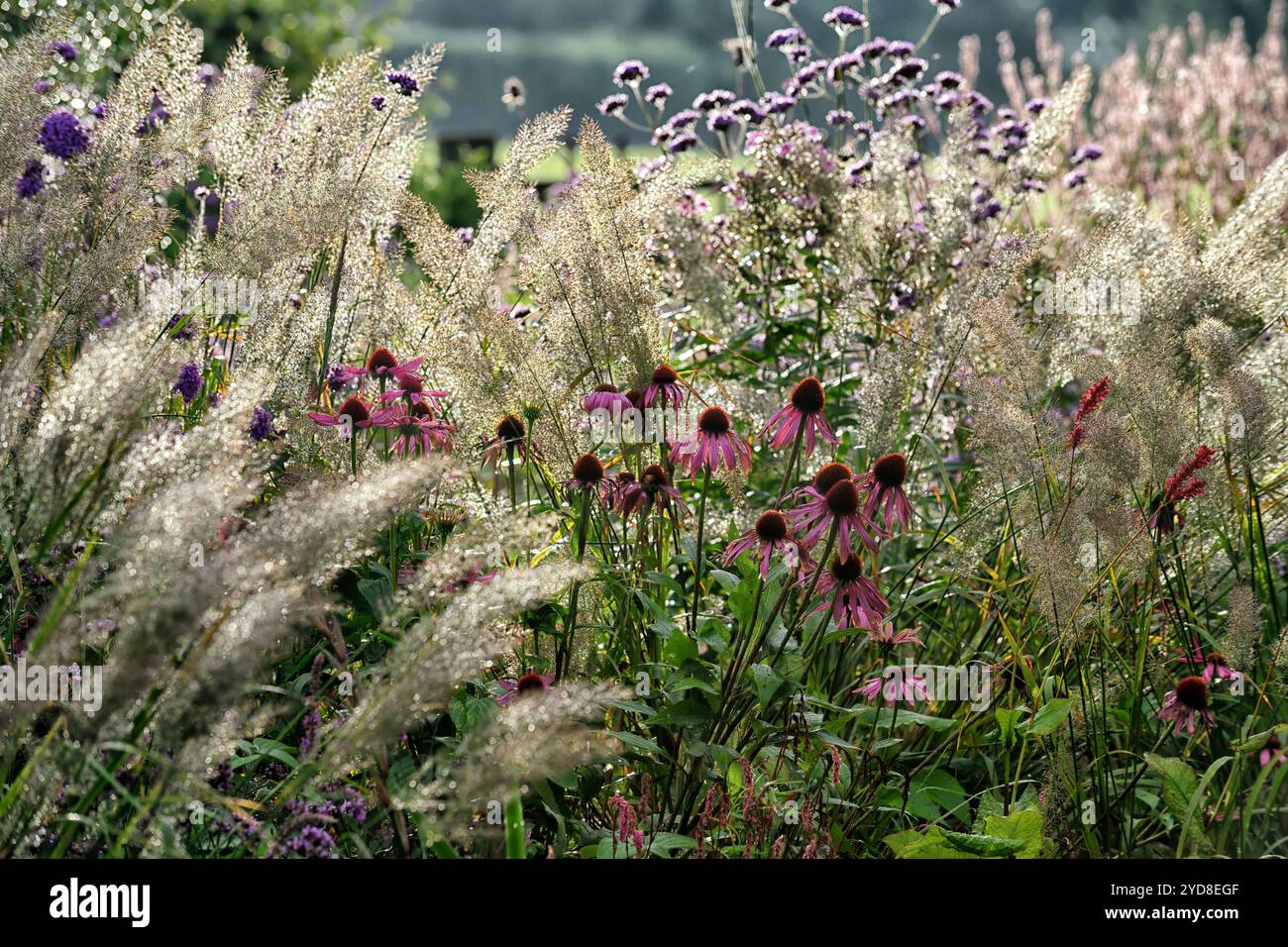 Calamagrostis brachytricha,echinacea purpurea,silver inflorescence ...