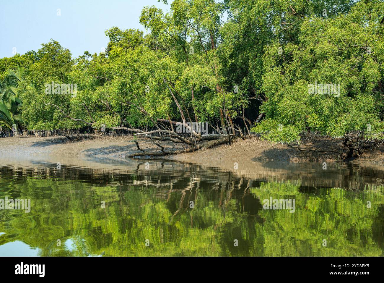 World largest mangrove forest Sundarbans, famous for the Royal Bengal ...