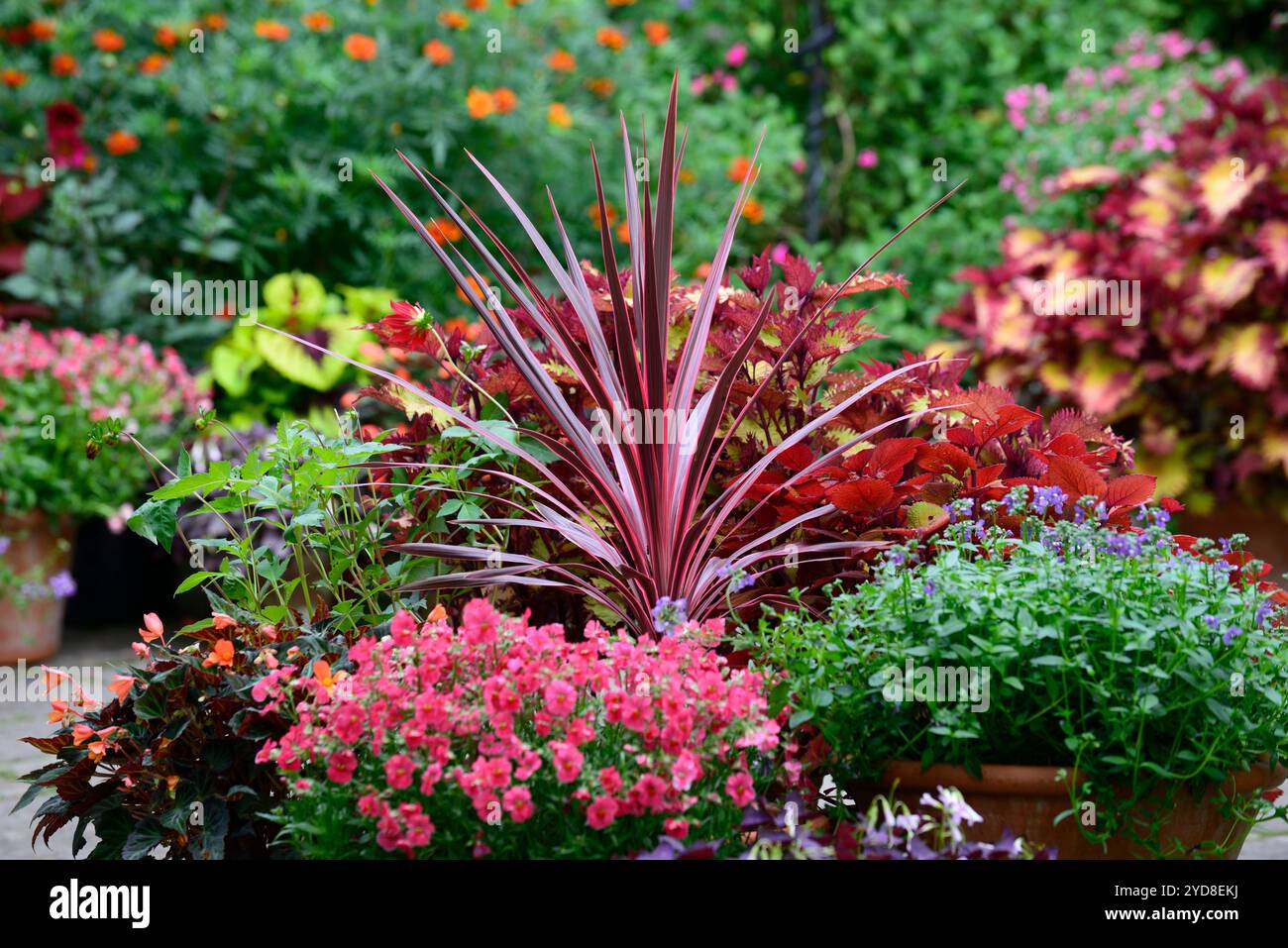 coleus,Solenostemon scutellarioides,nemesia,tagetes,cordyline,begonia ...