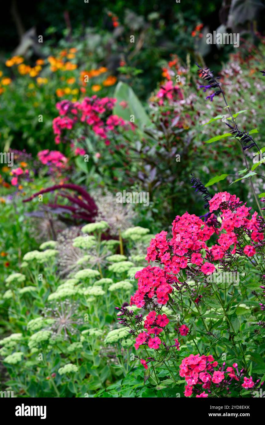 pink Phlox paniculata,hylotelephium herbstfreude,amaranthus,salvia ...
