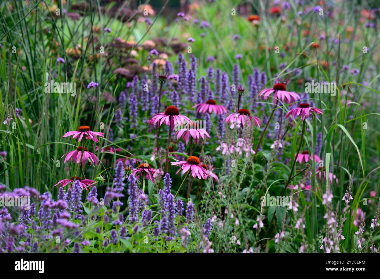 echinacea purpurea,purple coneflower,coneflowers,flower,flowers,plant ...