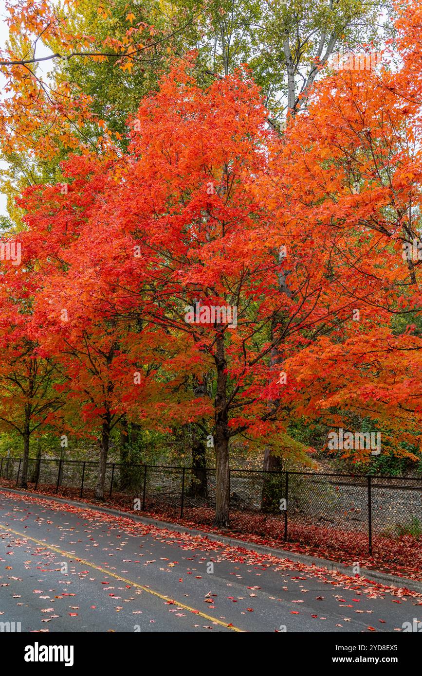 Trees with brilliant fall colors at Coulon Park in Renton, Washington Stock Photo - Alamy