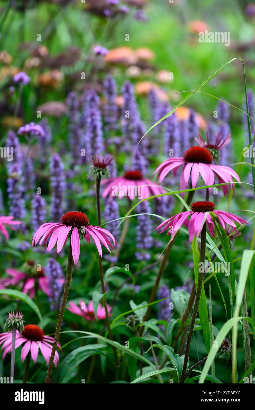 echinacea purpurea,purple coneflower,coneflowers,flower,flowers,plant ...