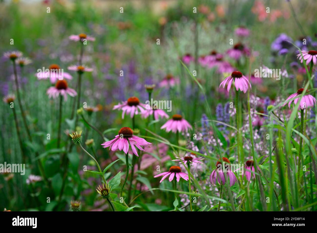 echinacea purpurea,purple coneflower,coneflowers,flower,flowers,plant ...