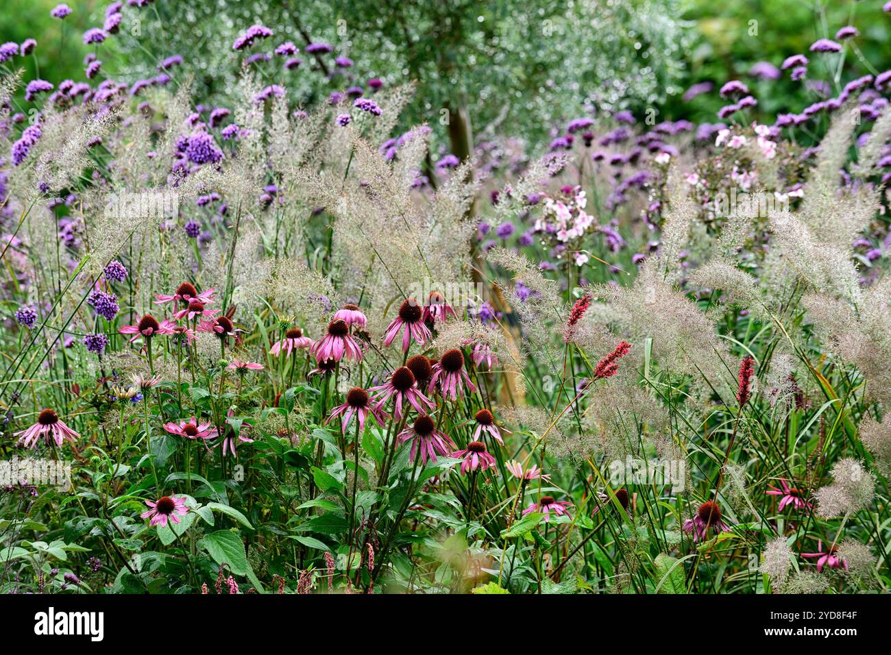 Calamagrostis brachytricha,echinacea purpurea,silver inflorescence ...