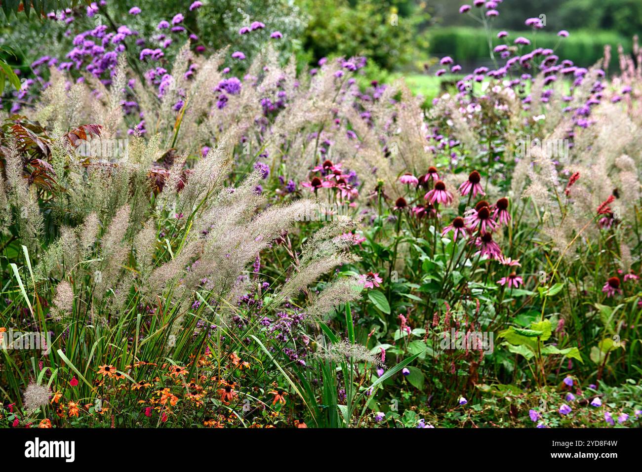Calamagrostis brachytricha,echinacea purpurea,silver inflorescence ...