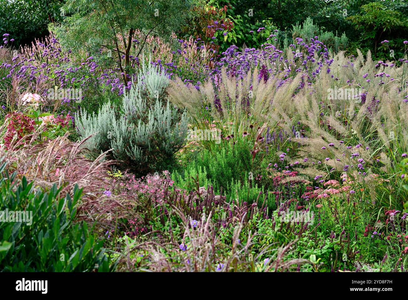 Calamagrostis brachytricha,echinacea purpurea,silver inflorescence ...