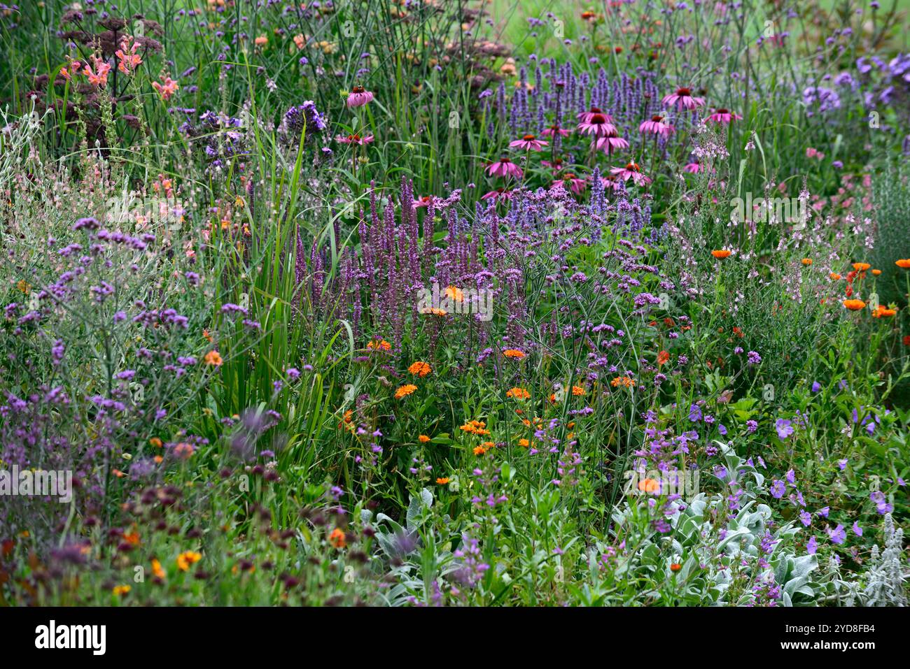 echinacea purpurea,,agastache, linaria peachy,salvia,purple coneflower ...