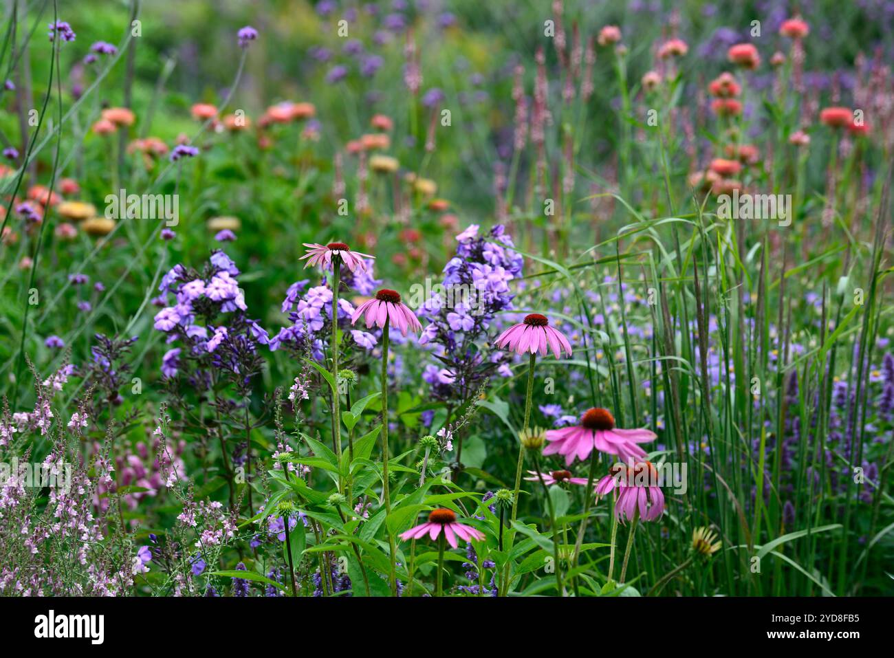 echinacea purpurea,Phlox paniculata Blue Paradise, agastache,purple ...
