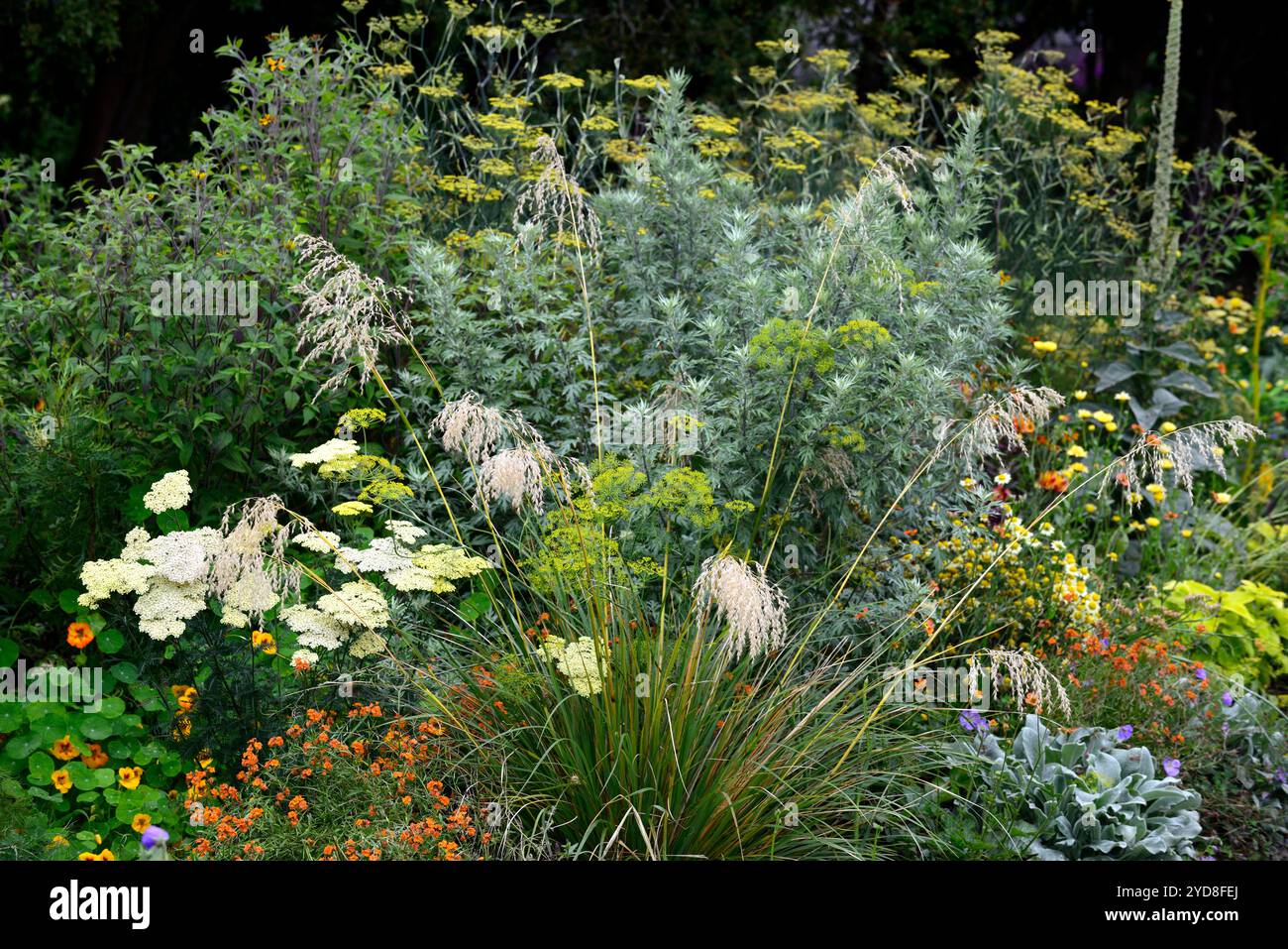 dill, Miscanthus nepalensis,stachys,fennel,mixed planting scheme,mixed ...