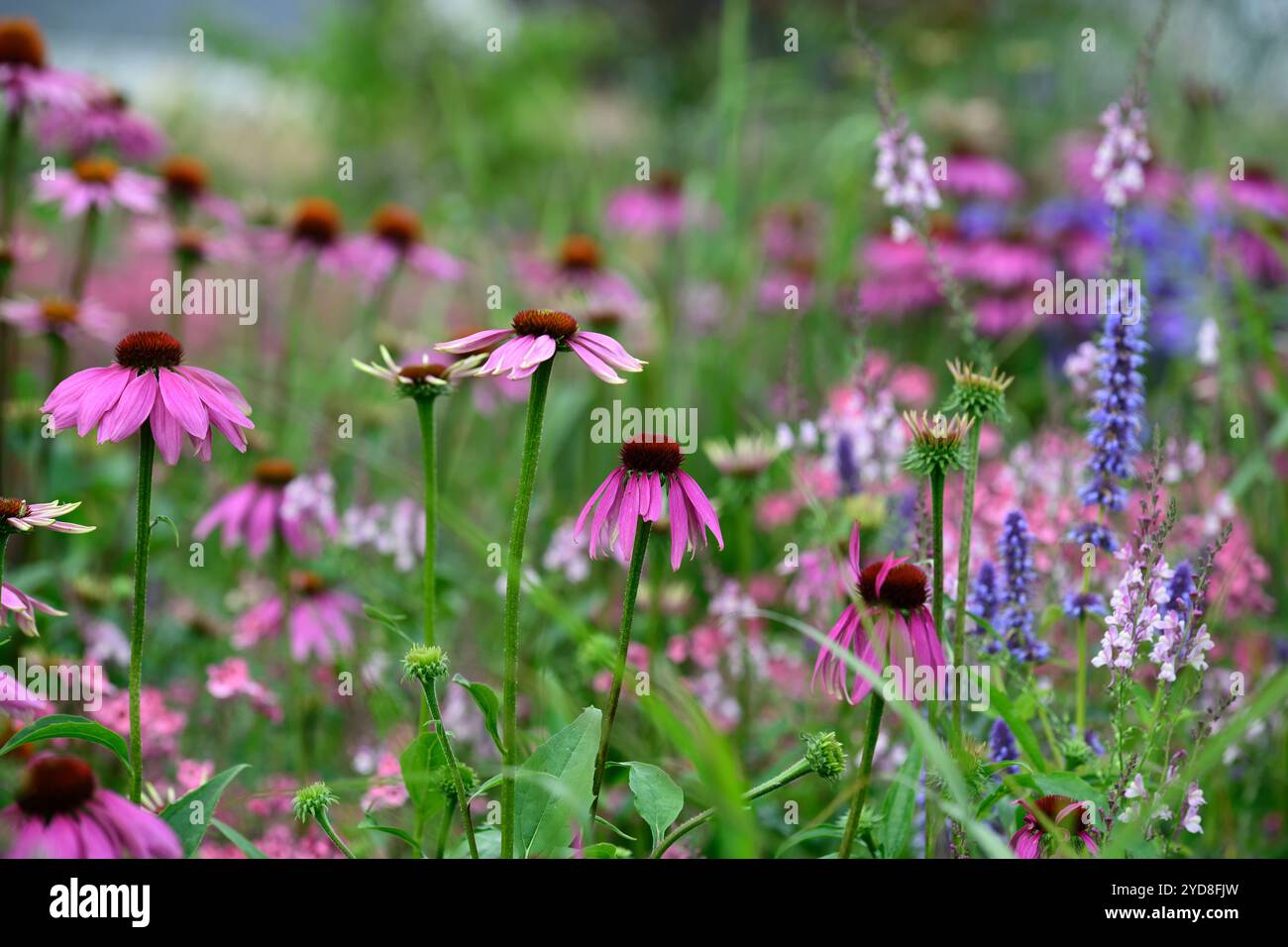 echinacea purpurea,purple coneflower,coneflowers,flower,flowers,plant ...