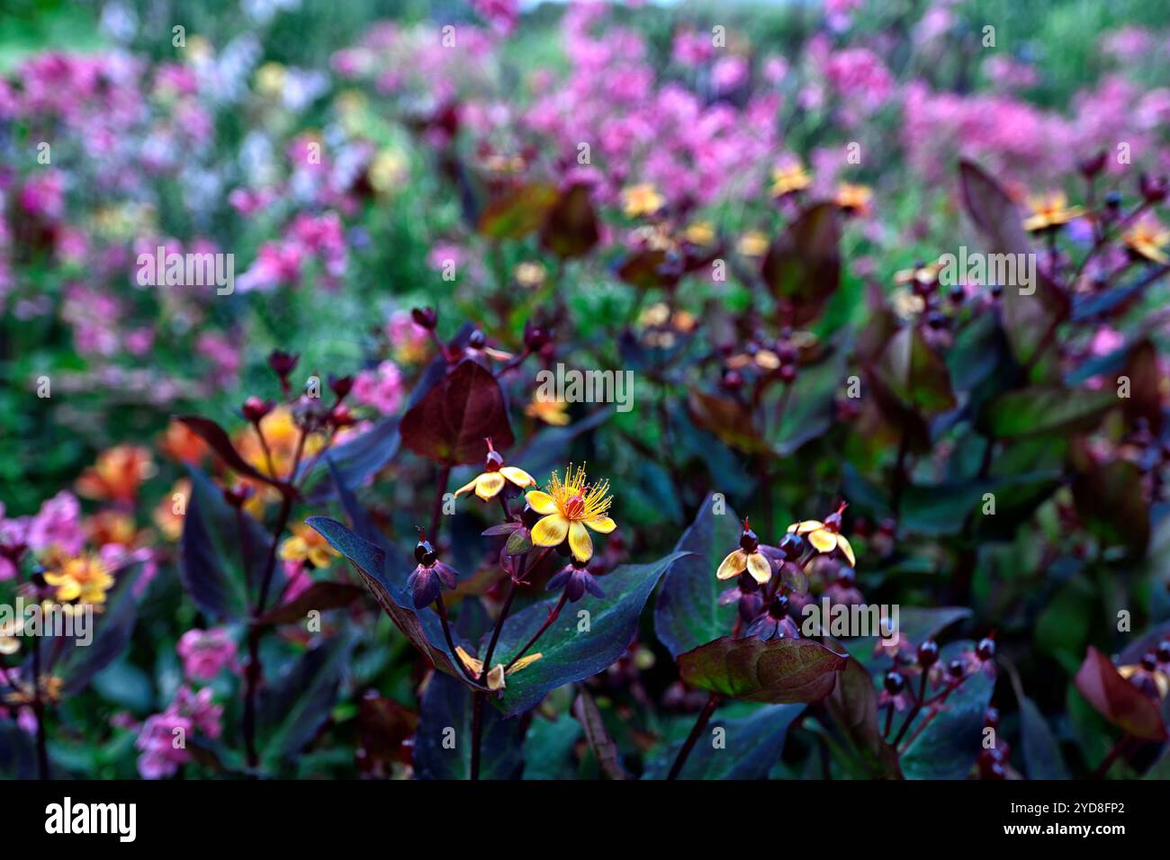 Hypericum miracle night hi-res stock photography and images - Alamy