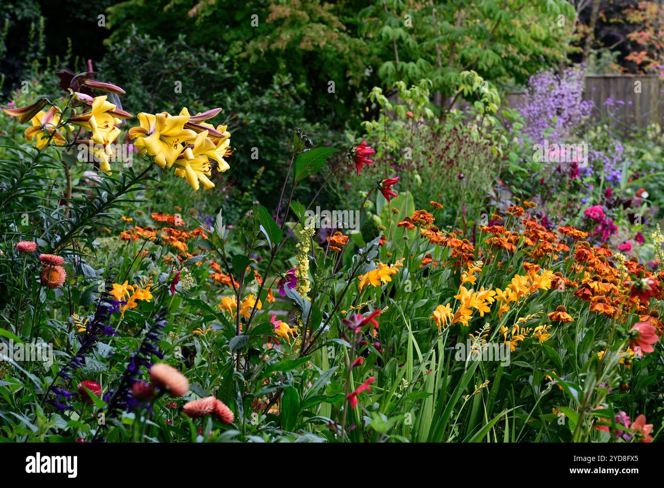 Lilium african queen,salvia amistad,Helenium Sahin's Early Flowerer ...