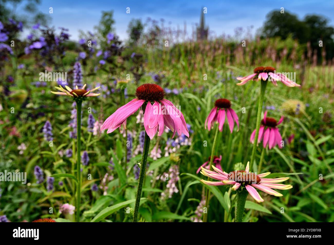 echinacea purpurea,purple coneflower,coneflowers,flower,flowers,plant ...