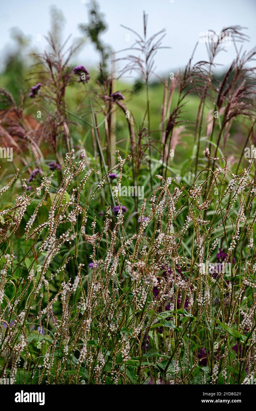 Persicaria amplexicaulis Rosea,miscanthus,pink flower combination ...