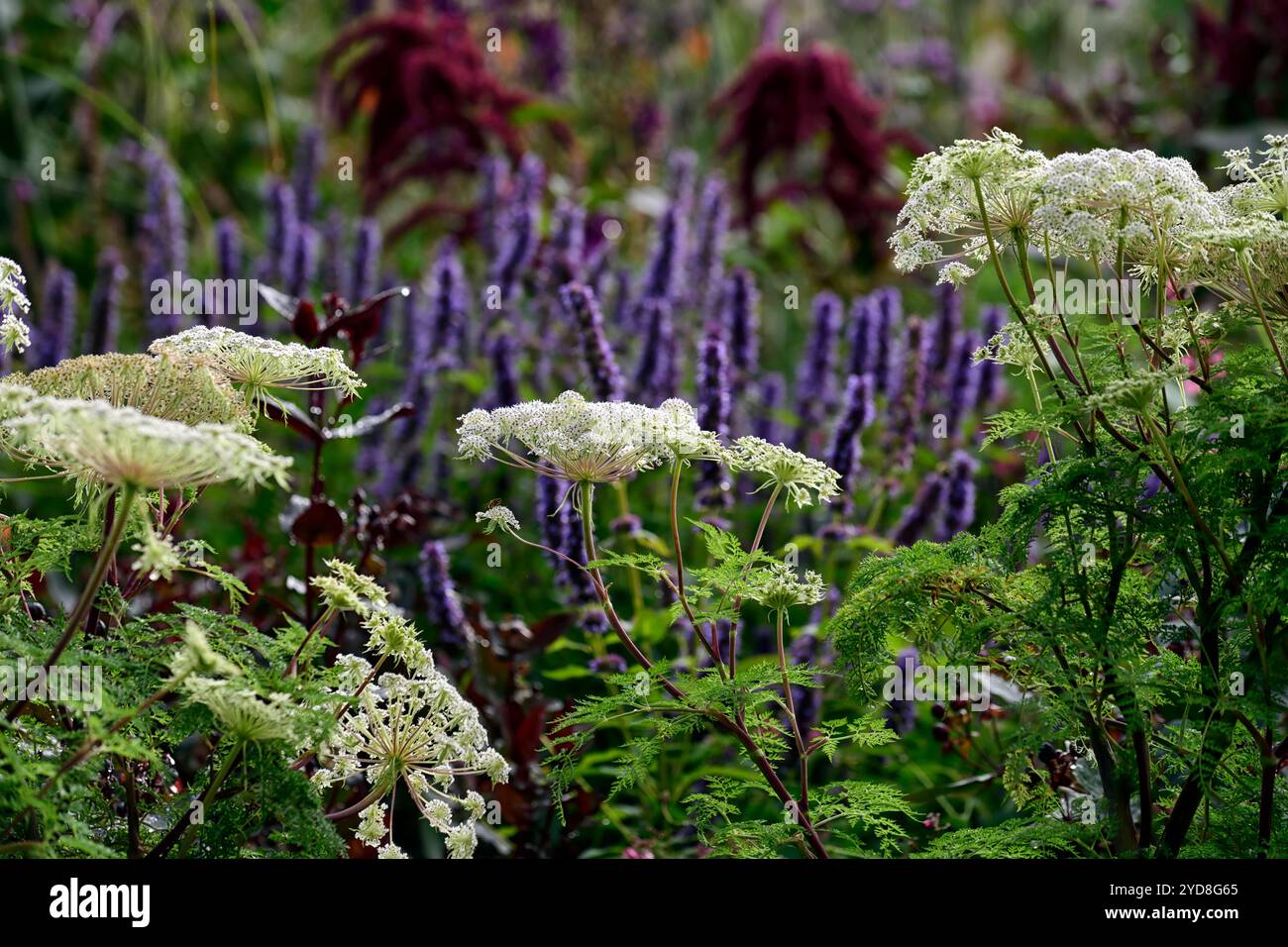 Selinum wallichianum,Agastache, Verbena, Amaranthus,mixed planting ...