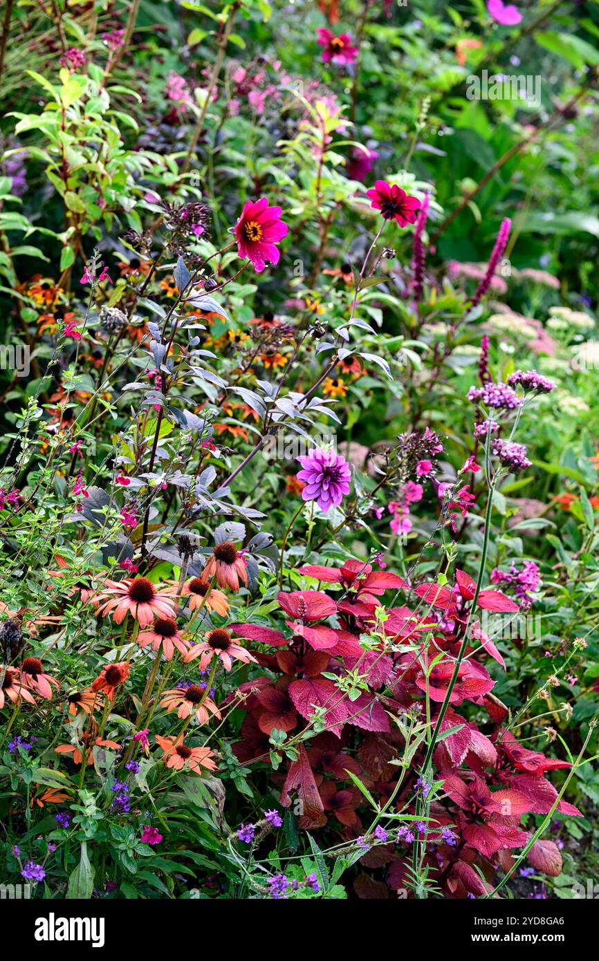 echinacea,dahlia,phytolacca,hylotelephium,phlox,coleus,pink purple ...