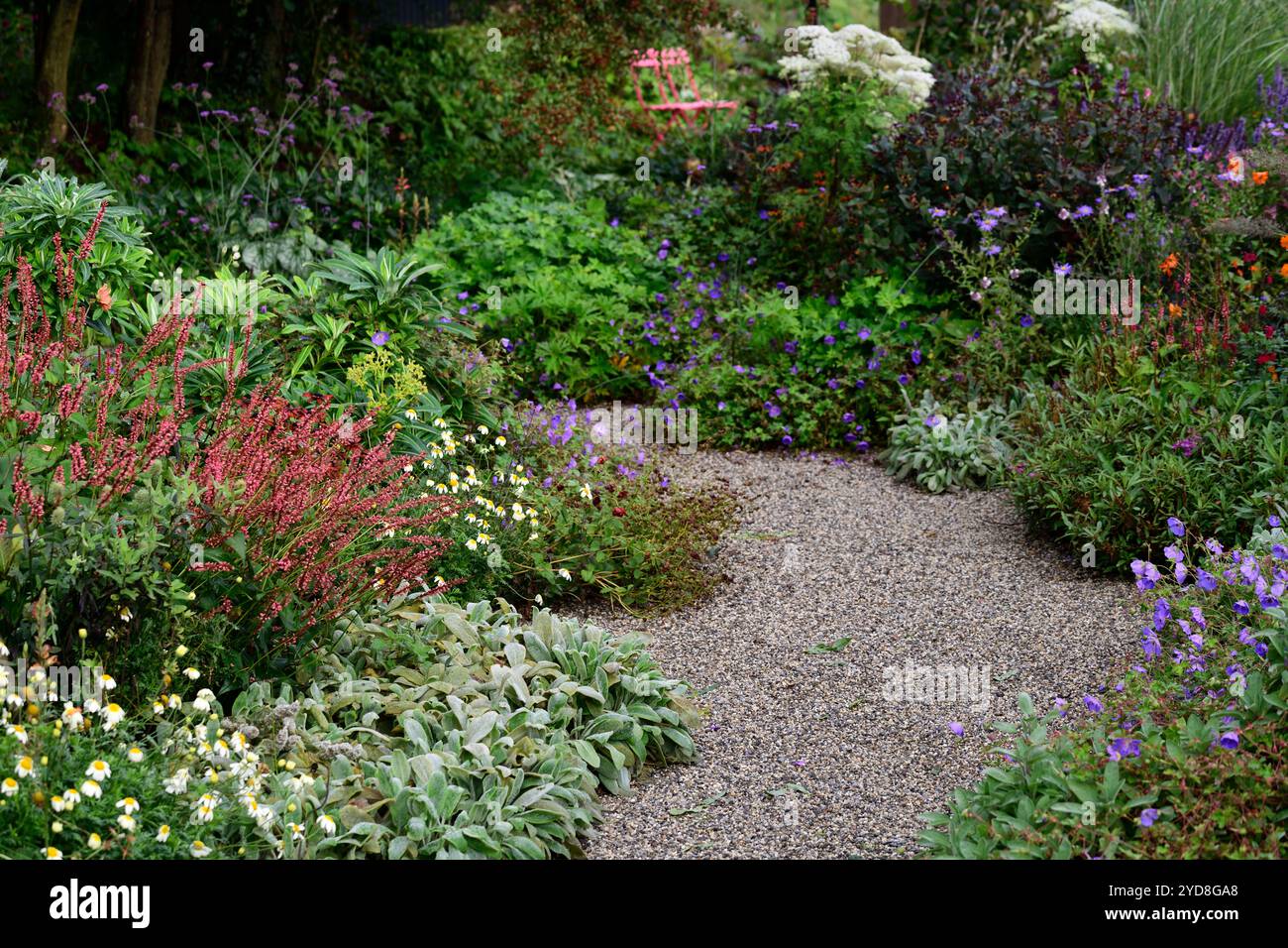 garden path,garden pathway,lined with Stachys byzantina Silver carpet ...