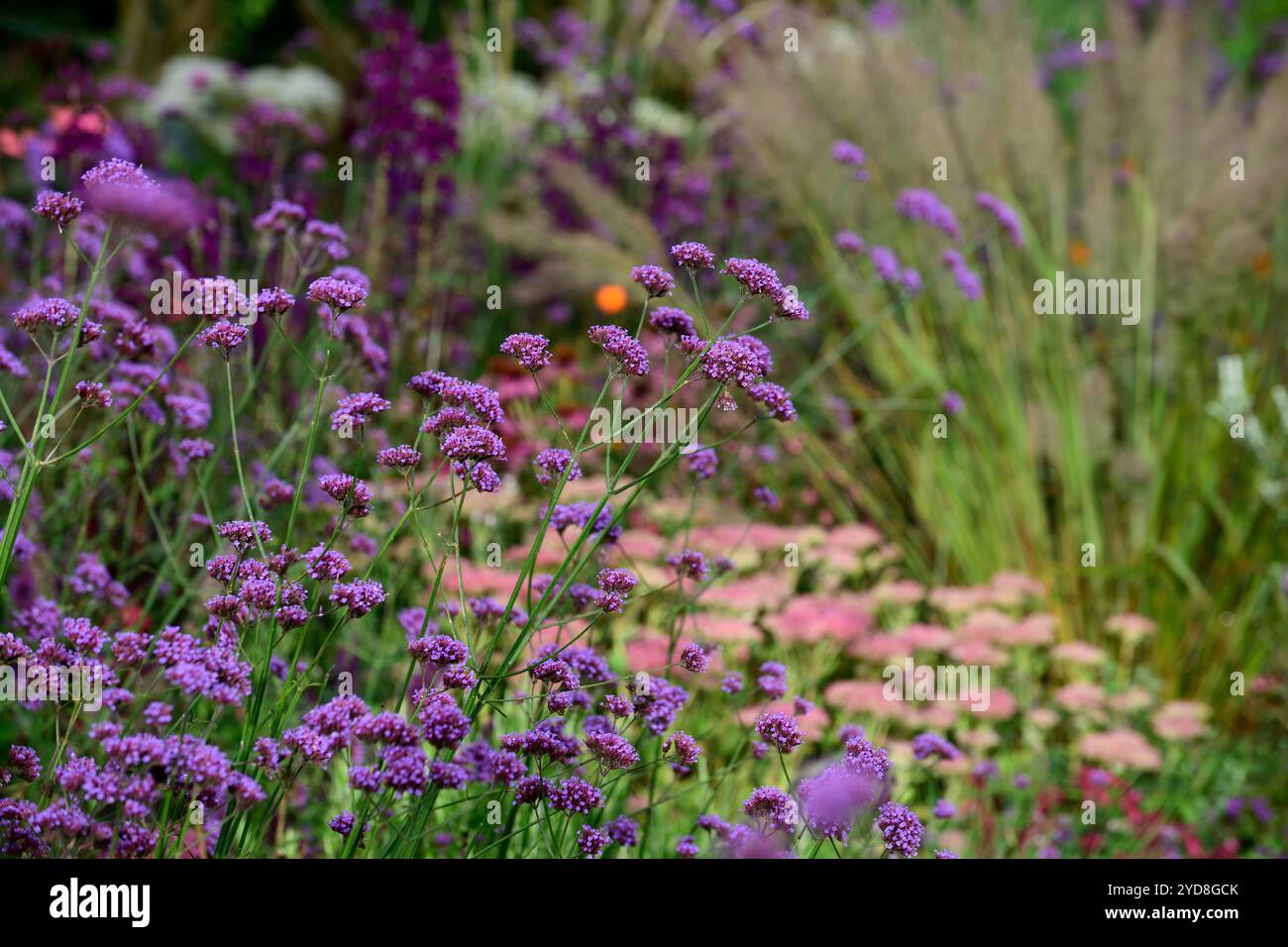 verbena bonariensis,hylotelephium herbstfreude,mixed planting scheme ...