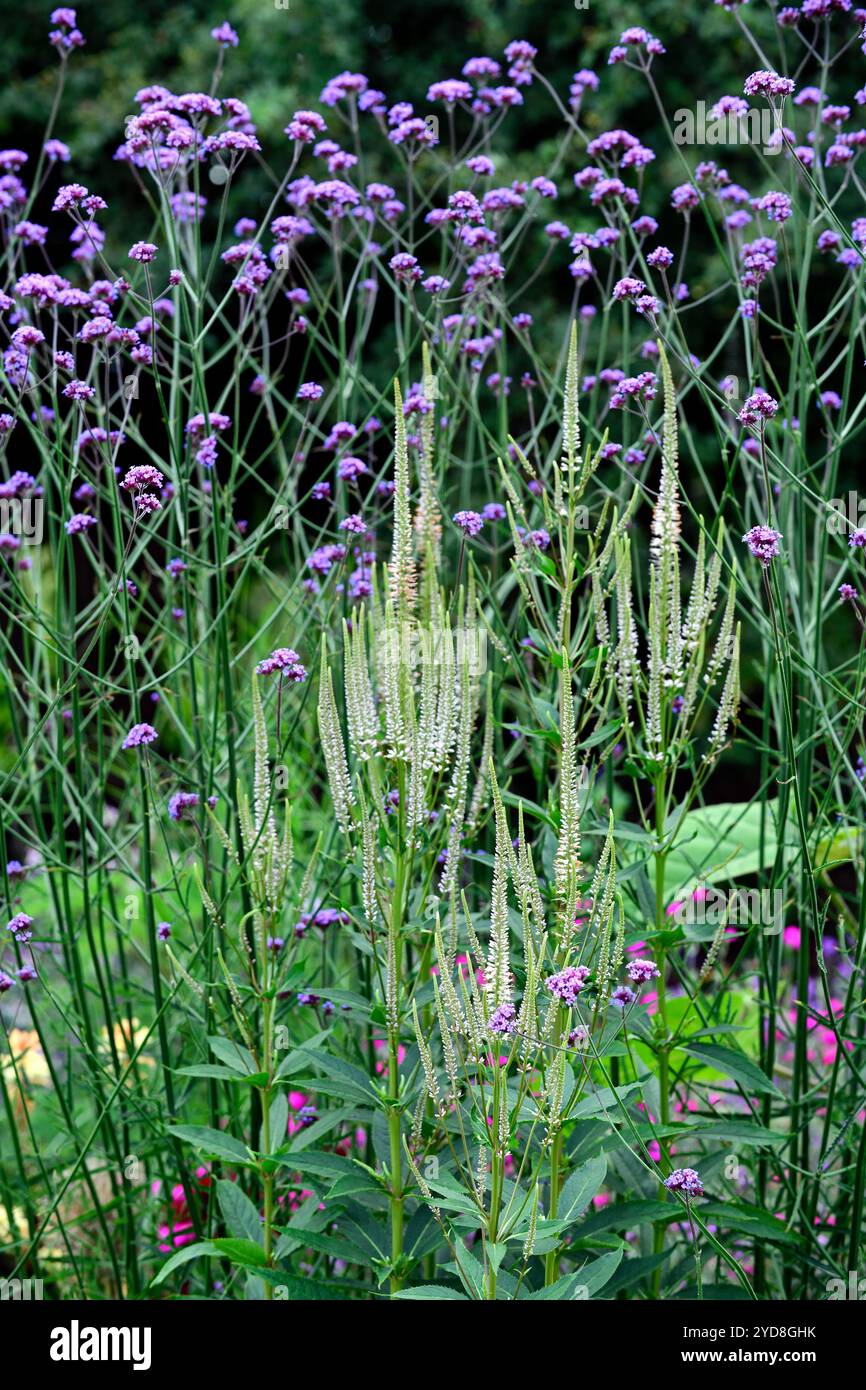 Upright perennial adding height to borders hi-res stock photography and ...
