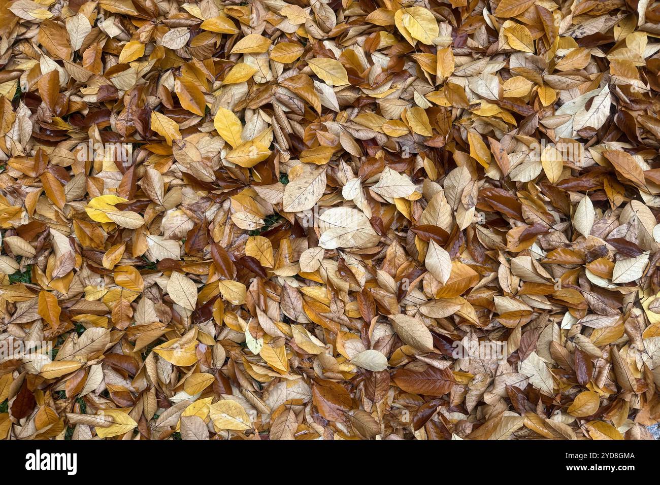 Herbstlaub,abgefallen Blaetter bedecken den Boden. *** Autumn leaves, fallen leaves cover the ...