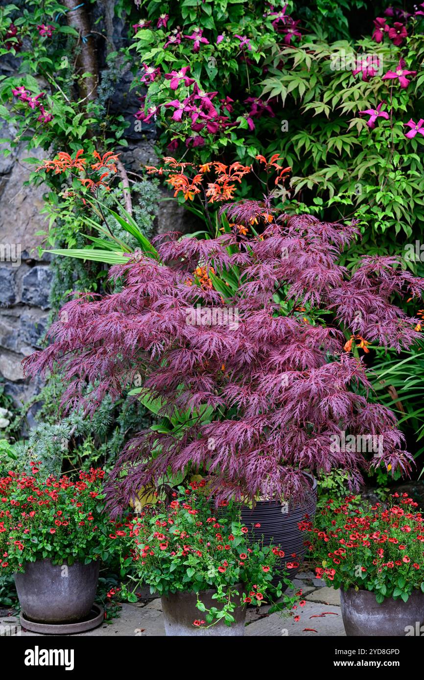 Acer palmatum Dissectum Atropurpureum, acer in a pot,purple leaves ...
