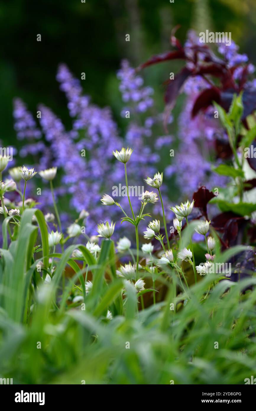 astrantia major with nepeta in background,,white astrantia flowers ...
