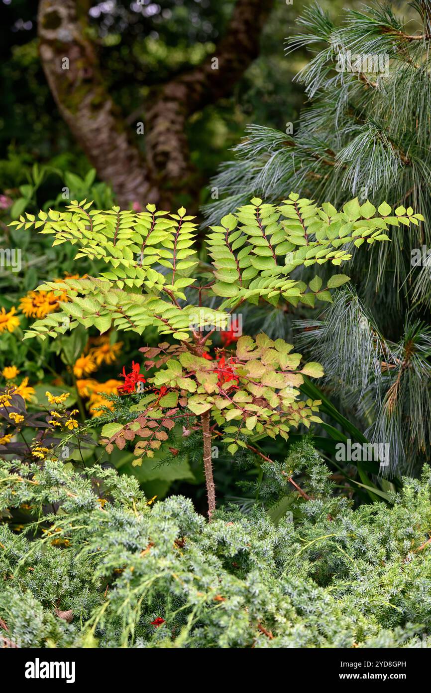 young Aralia spinosa tree,young Devils Walking Stick tree,angelica tree ...