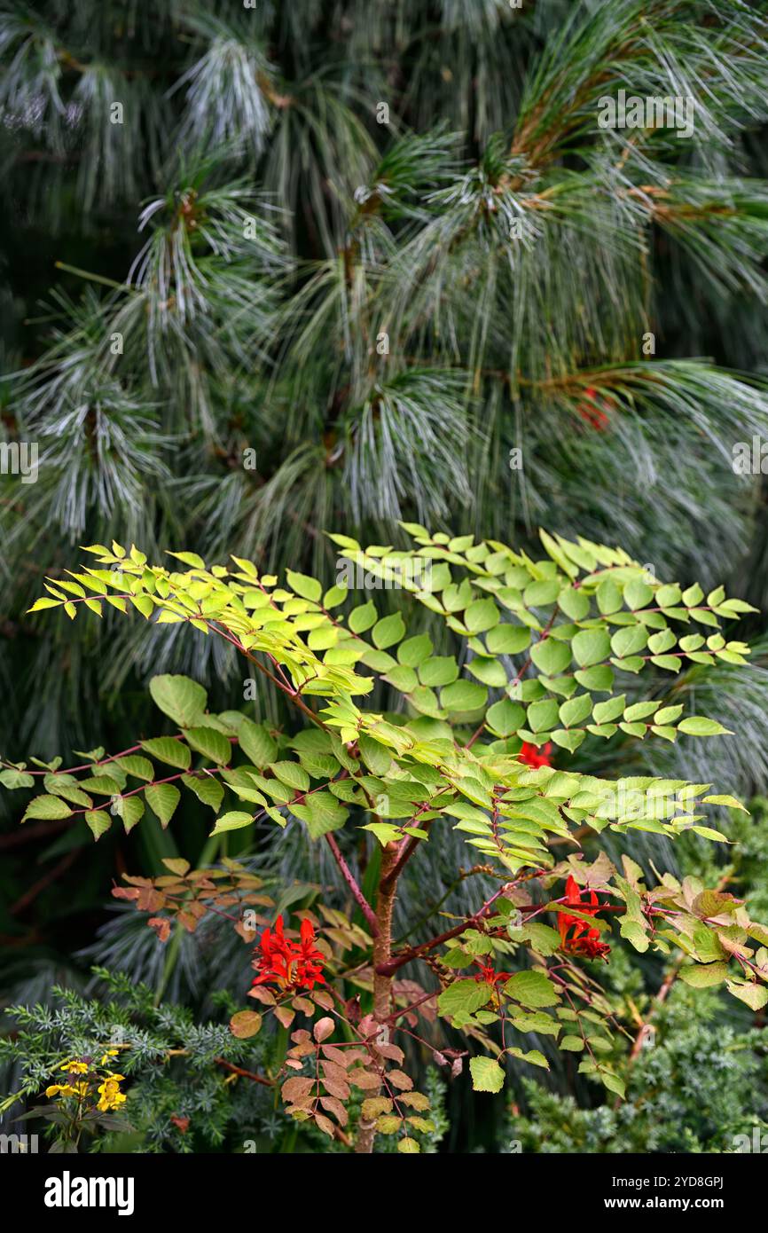young Aralia spinosa tree,young Devils Walking Stick tree,angelica tree ...
