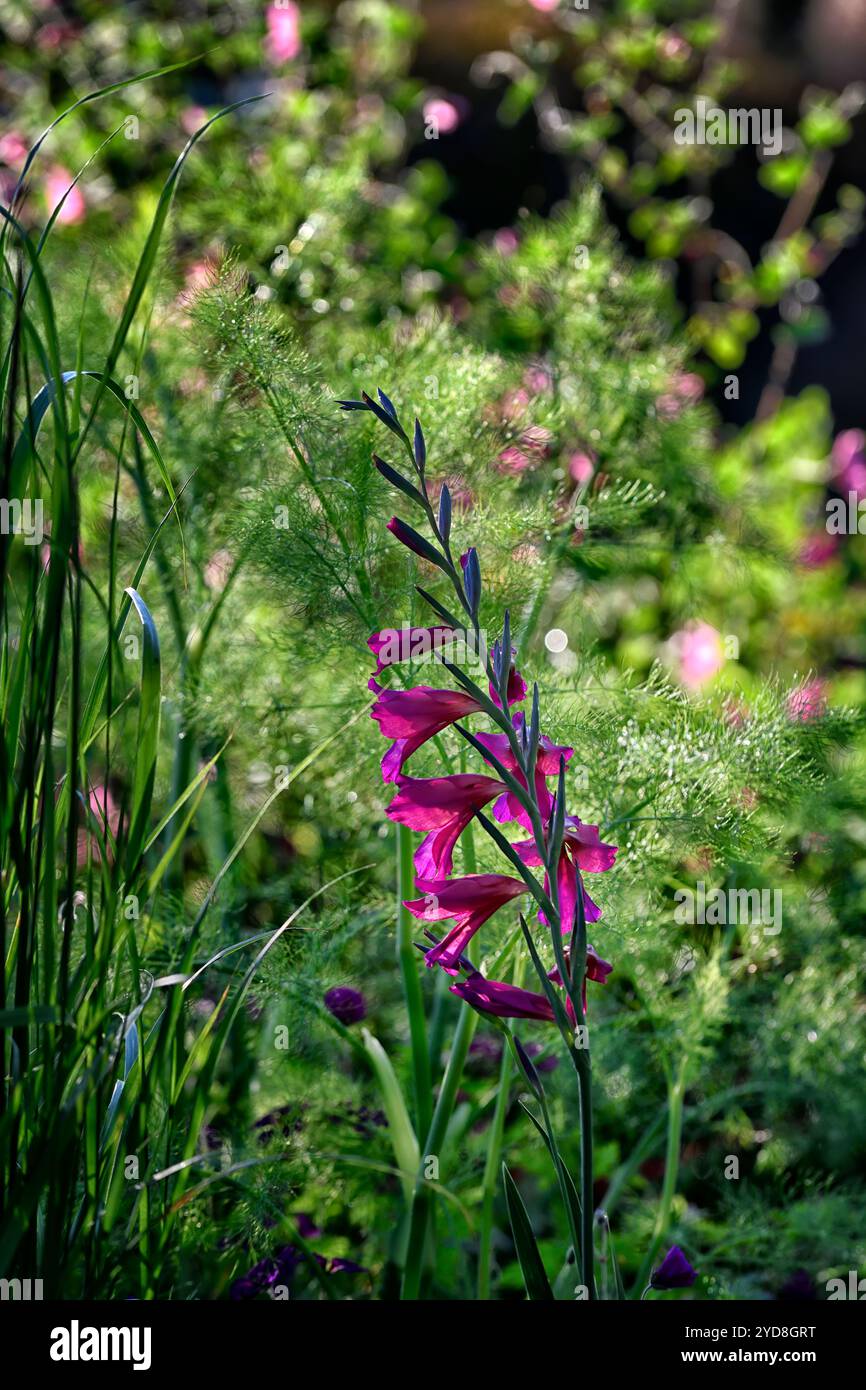 Gladiolus gladiolus communis flower hi-res stock photography and images ...