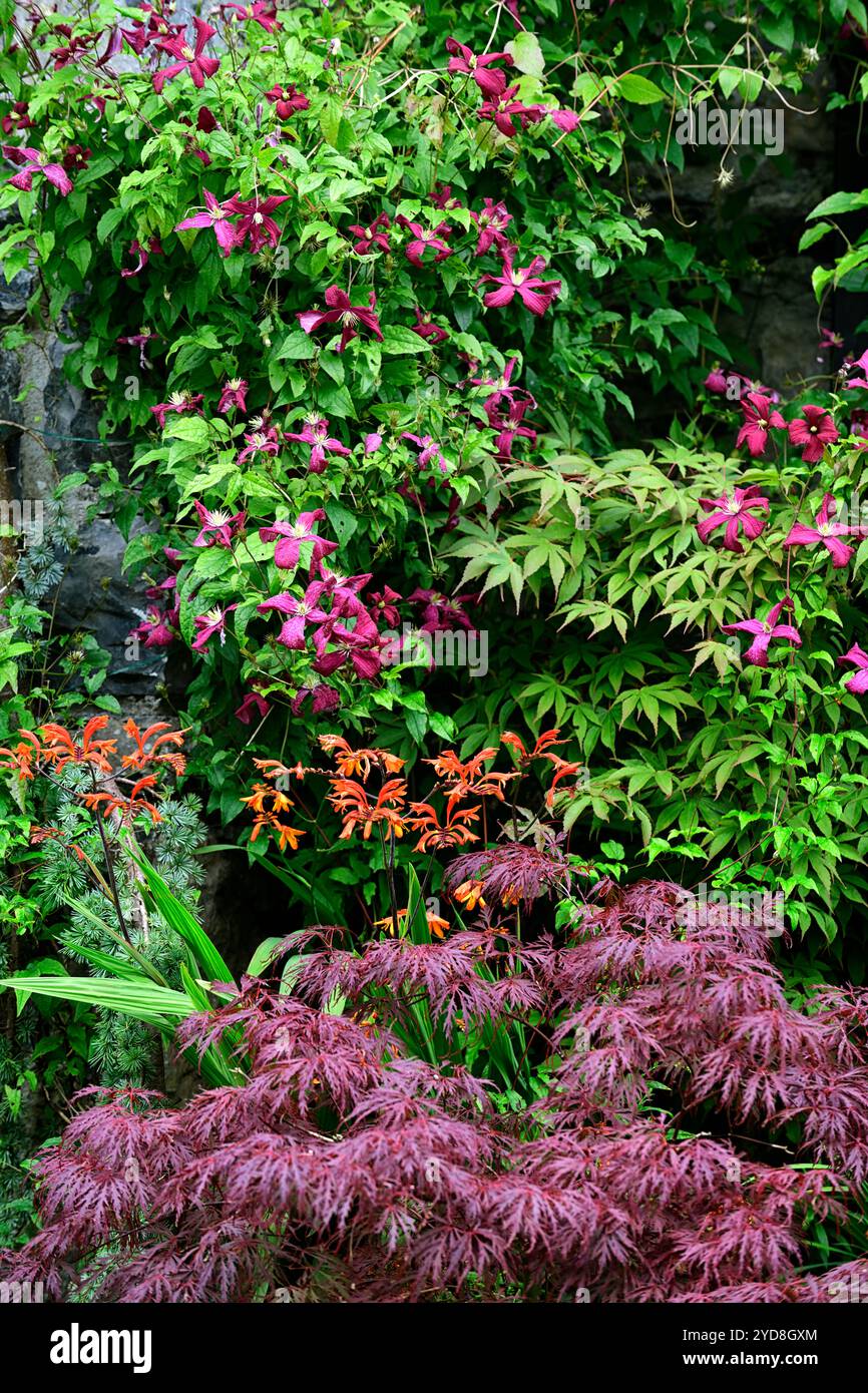 Acer palmatum dissectum atropurpureum hi-res stock photography and ...