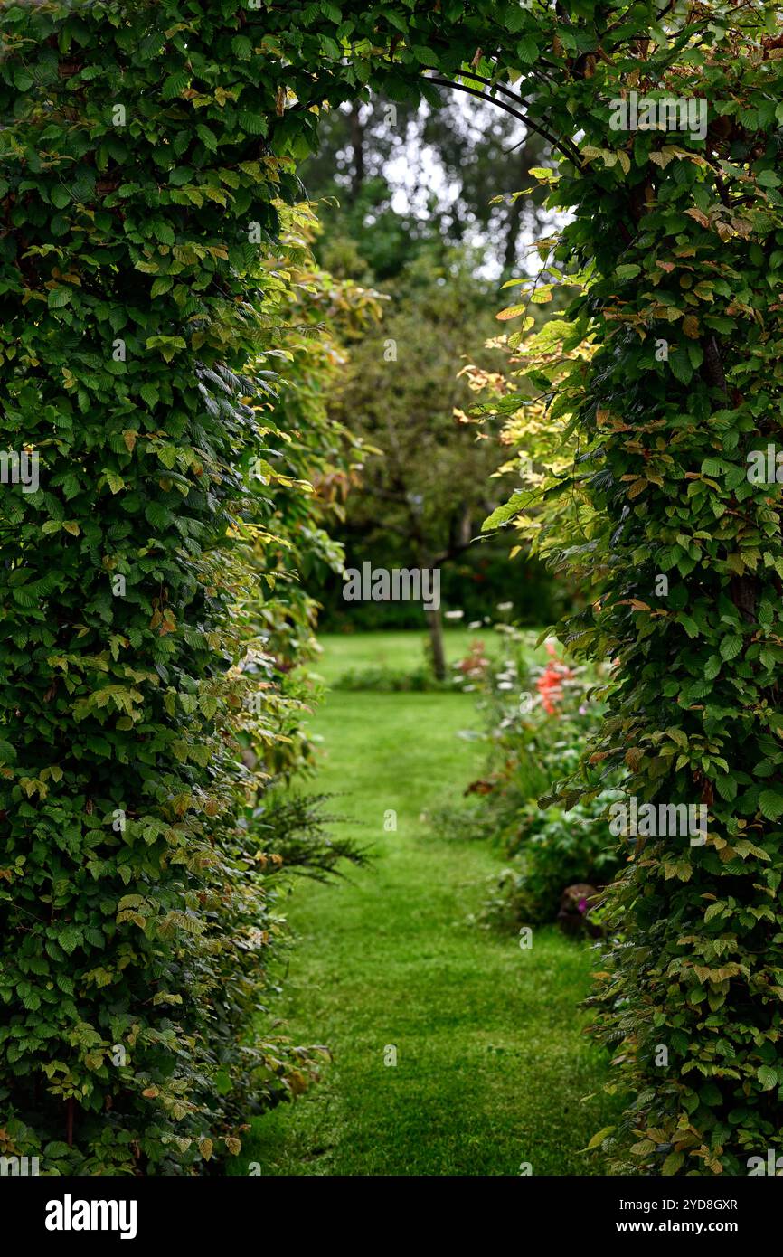 hornbeam arch,Carpinus betulus,hornbeam hedge,opening through hornbeam ...