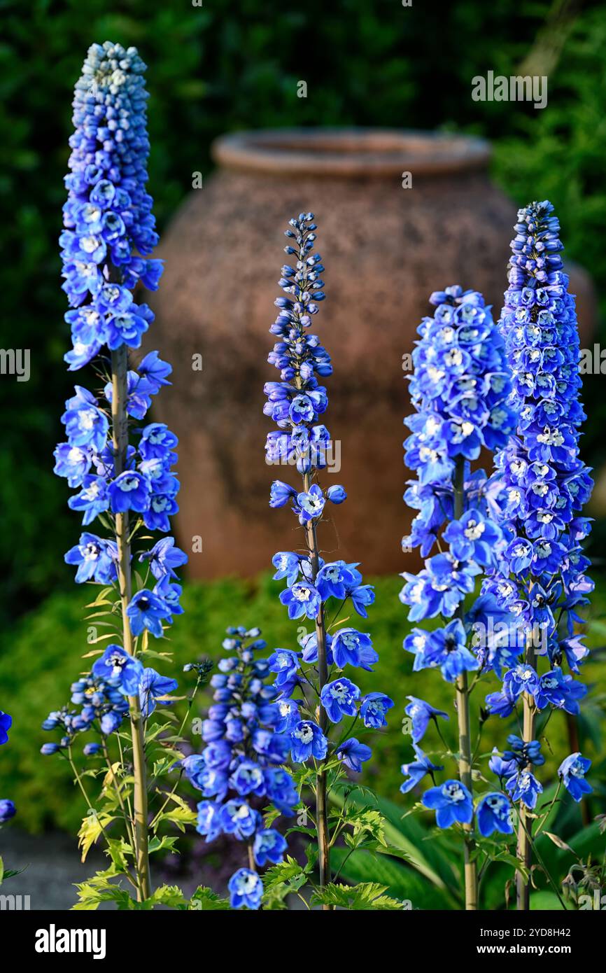 Delphinium Blue Bird,Delphinium Blue Bird group,herbaceous perennial ...