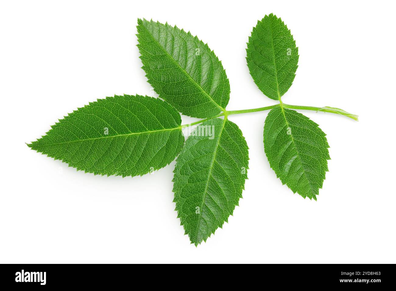 rosehip green leaves isolated on white background Stock Photo - Alamy