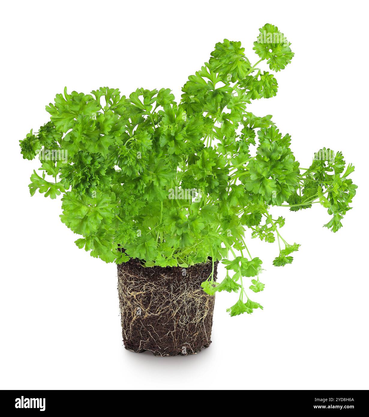 Fresh parsley growing on ground Cut Out Stock Images & Pictures - Alamy