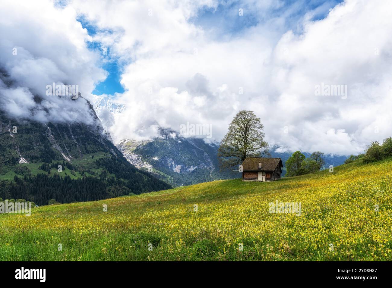 Wild flower fields in Grindelwald with the view of Eiger mountains ...