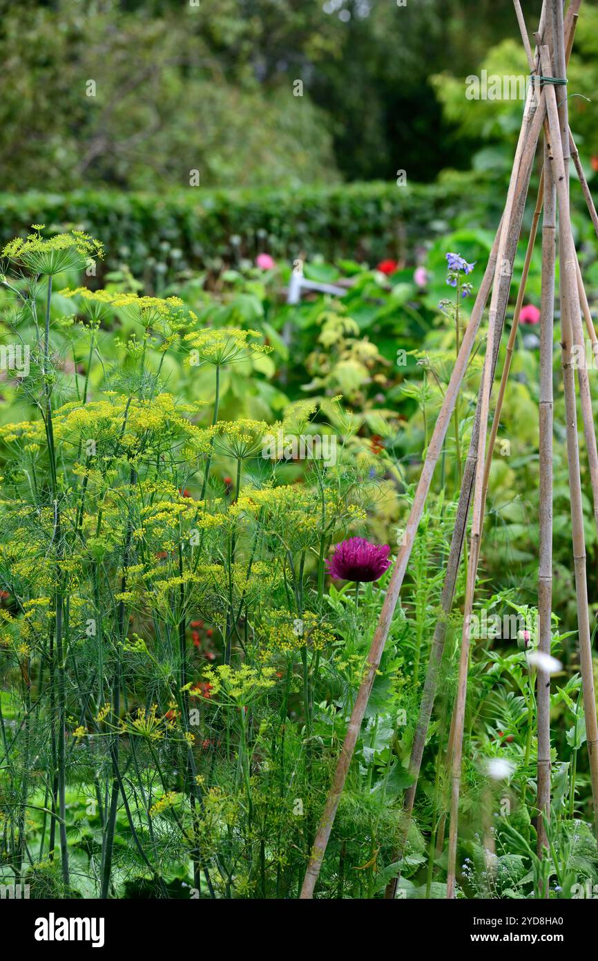 bamboo tripod,bamboo plant support,tripod,cane,canes,wigwam,bamboo ...