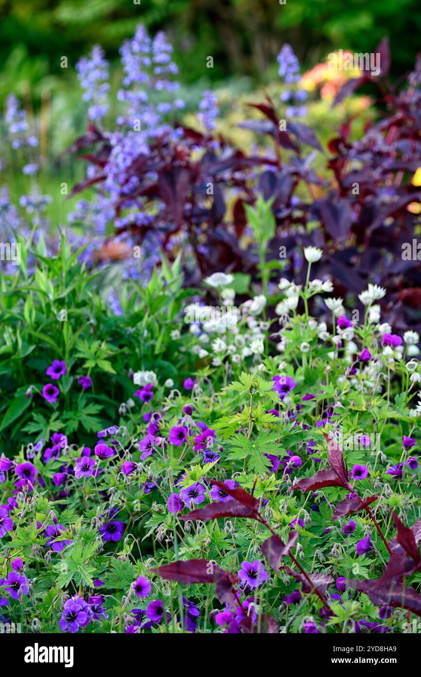 Persicaria microcephala Red Dragon ,Geranium Anne Thomson,astrantia ...