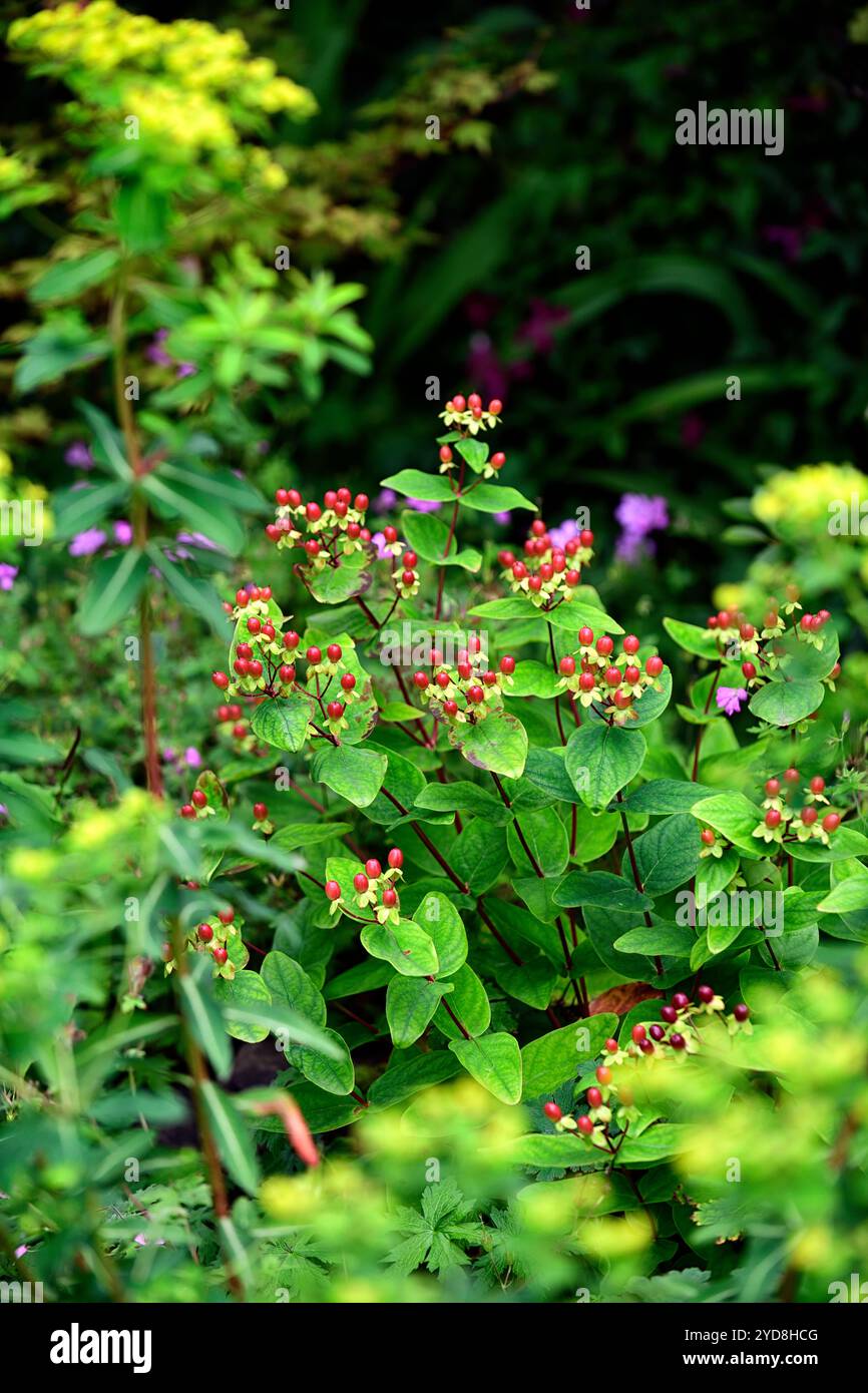 Hypericum miracle series,red berries,St Johns Wort,medicinal plant ...