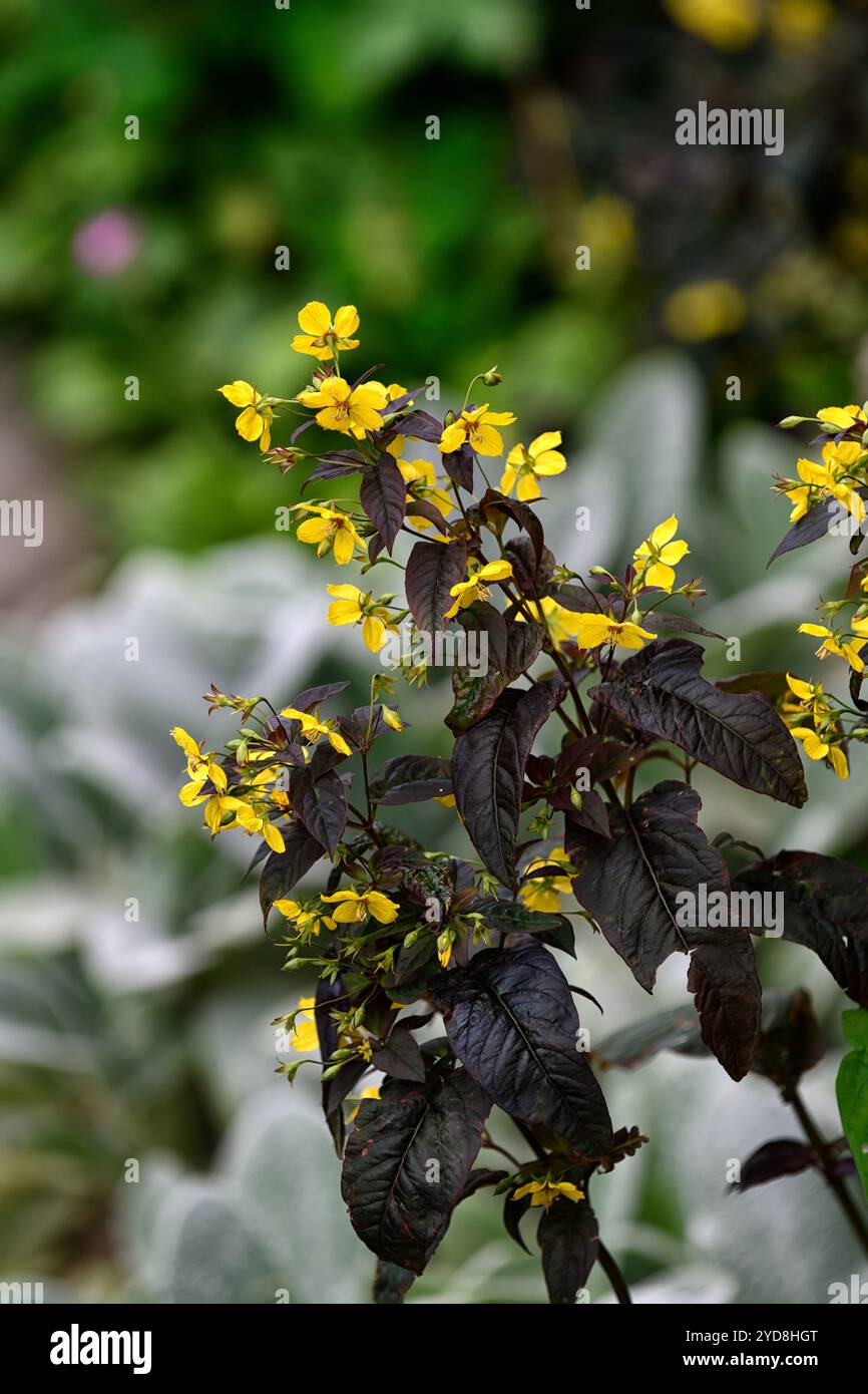 lysimachia ciliata firecracker,perennial plant,dark brown purple ...