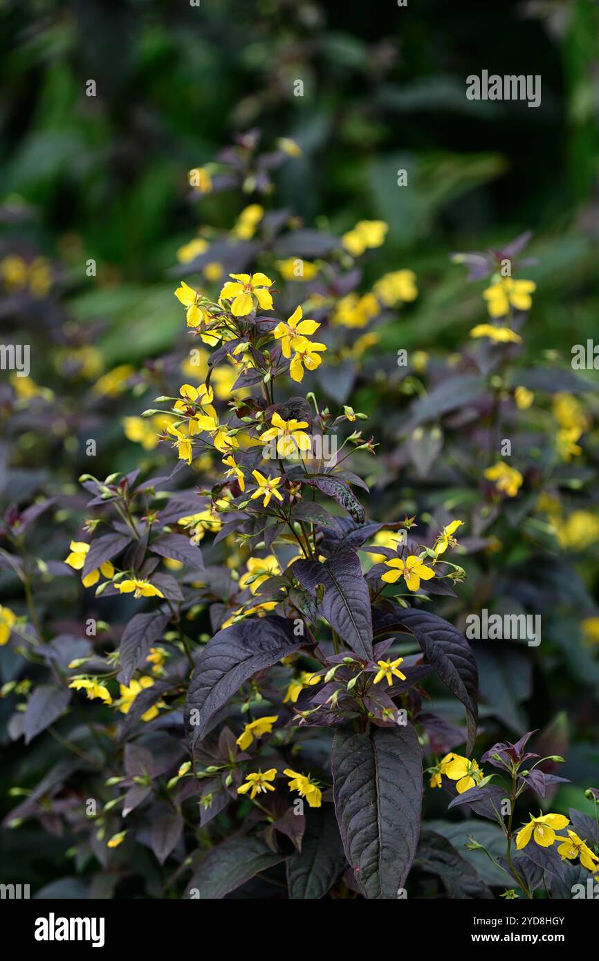 lysimachia ciliata firecracker,perennial plant,dark brown purple ...